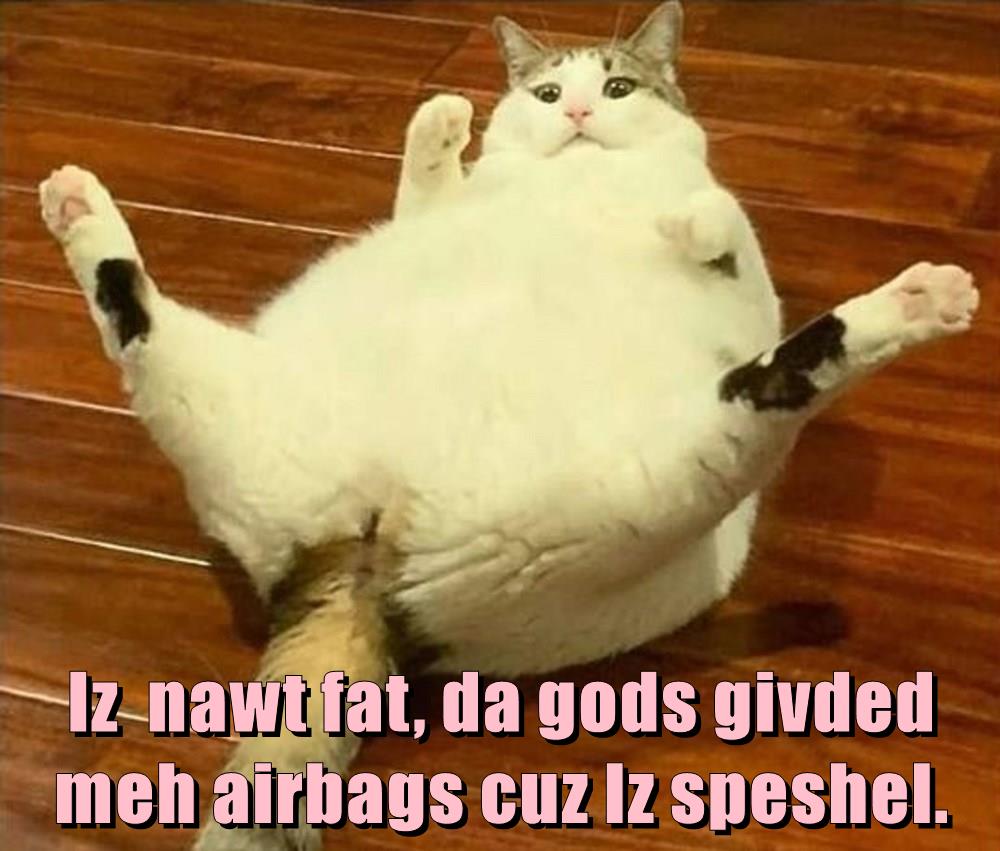 Simply an airbag malfunction - Lolcats - lol | cat memes | funny cats ...