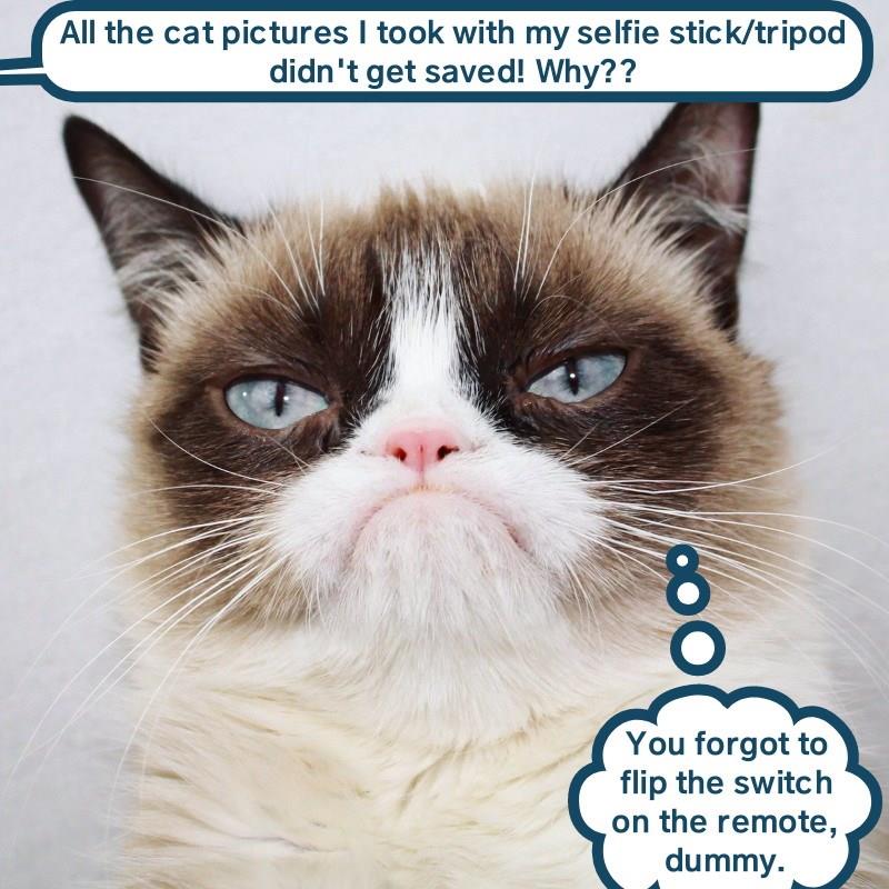 That explains it (true story) - Lolcats - lol | cat memes | funny cats ...