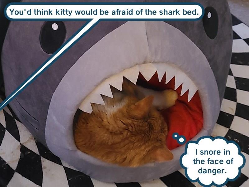 Intrepid cat - Lolcats - lol | cat memes | funny cats | funny cat ...