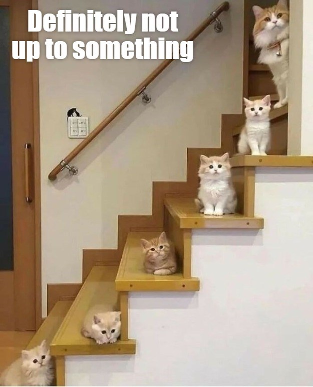 Definitely not - Lolcats - lol | cat memes | funny cats | funny cat ...