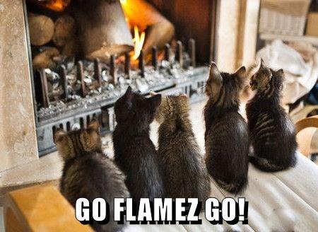 Which one are you routing for? - Lolcats - lol | cat memes | funny cats ...