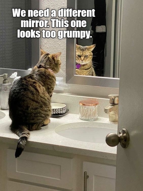 Uhm, yeah, sure, it's the mirror's fault - Lolcats - lol | cat memes ...