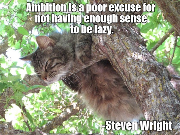 This man understood cats - Lolcats - lol | cat memes | funny cats ...