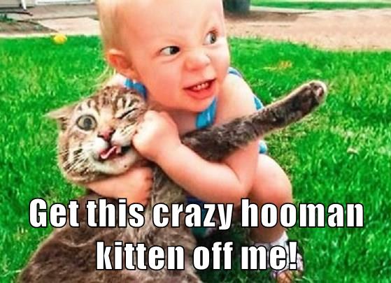 Where is your mother?! - Lolcats - lol | cat memes | funny cats | funny ...