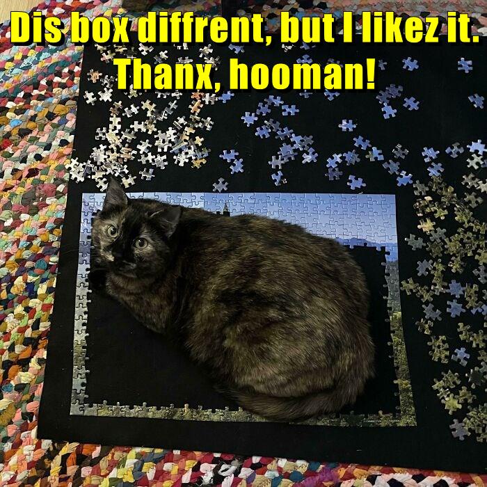 If I fits, I sits - Lolcats - lol | cat memes | funny cats | funny cat ...