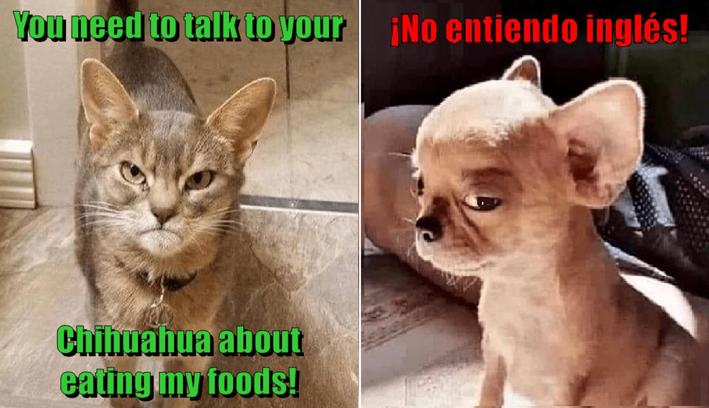 Poncho & Lefty - Lolcats - lol | cat memes | funny cats | funny cat ...