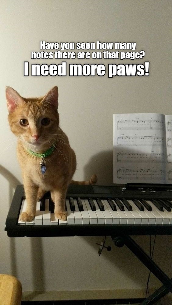 He's an expert - Lolcats - lol | cat memes | funny cats | funny cat ...