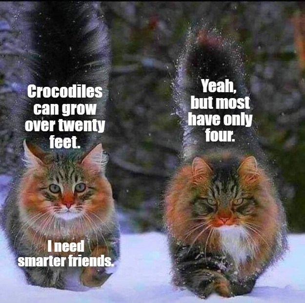 Better to stick with modeling than comedy - Lolcats - lol | cat memes ...
