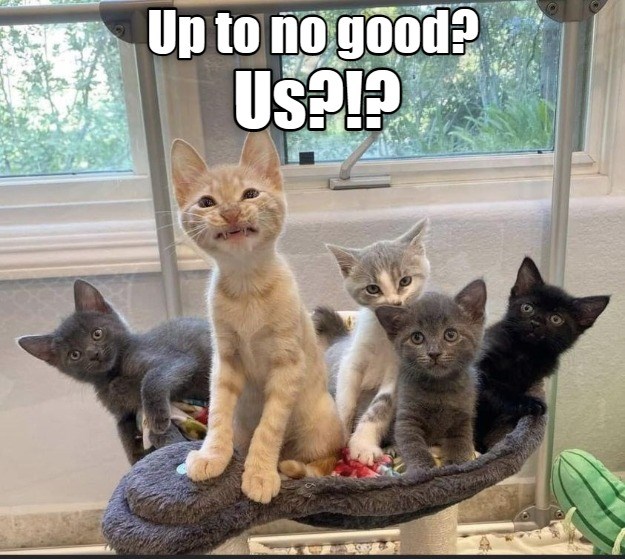 You should be talking to the dogs - Lolcats - lol | cat memes | funny ...