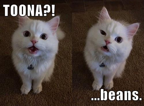 Disappointed! - Lolcats - lol | cat memes | funny cats | funny cat ...