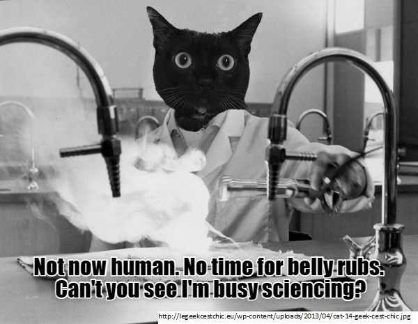 About to invent the everlasting squirrel dispenser - Lolcats - lol ...