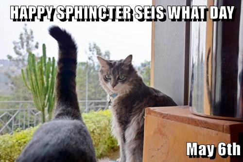 HAPPY SPHINCTER SEIS WHAT DAY - Lolcats - lol | cat memes | funny cats ...