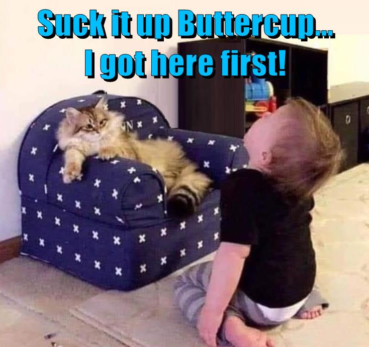 First! - Lolcats - lol | cat memes | funny cats | funny cat pictures ...