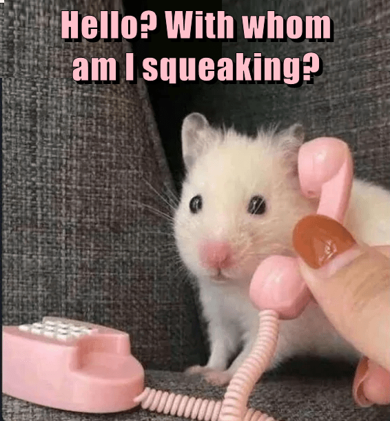 With whom am I squeaking? - Animal Comedy - Animal Comedy, funny ...