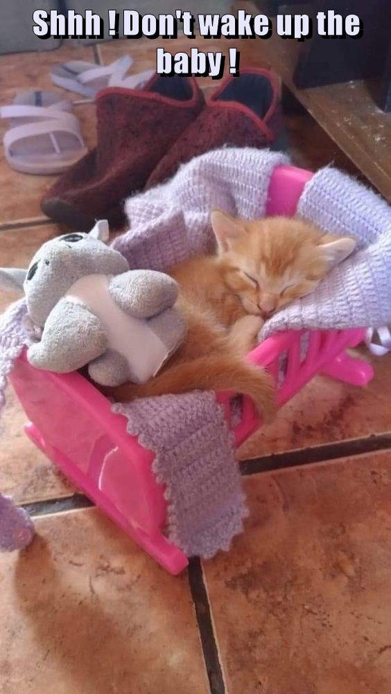 Shhh! - Lolcats - lol | cat memes | funny cats | funny cat pictures with words on them | funny ...