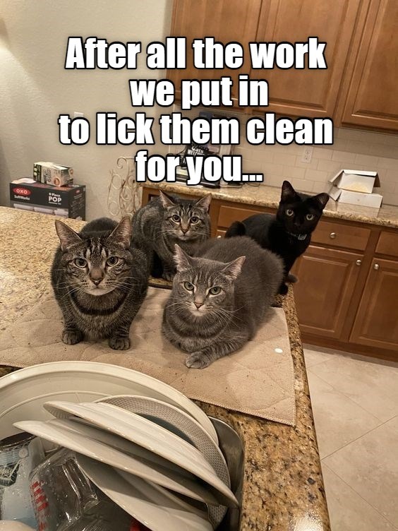 After all the work we put in to lick them clean for you... - Lolcats ...