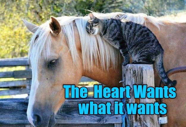 Love is Love - Lolcats - lol | cat memes | funny cats | funny cat ...