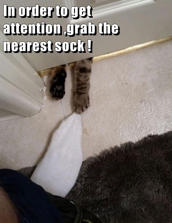 Grab the nearest sock - Lolcats - lol | cat memes | funny cats | funny ...