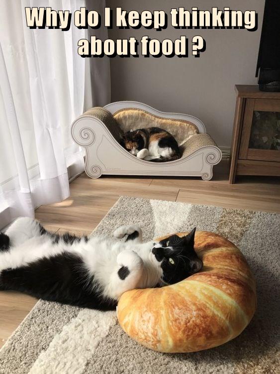 Feline Food, in Particular - Lolcats - lol | cat memes | funny cats ...