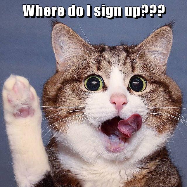 Where do I sign up??? - Lolcats - lol | cat memes | funny cats | funny ...