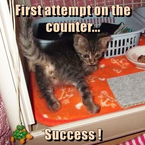 Success! - Lolcats - lol | cat memes | funny cats | funny cat pictures ...