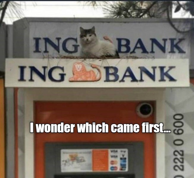 Which came first... - Lolcats - lol | cat memes | funny cats | funny ...
