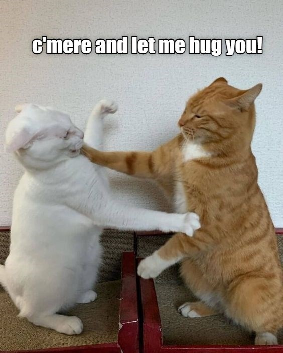 Just one hug - Lolcats - lol | cat memes | funny cats | funny cat ...