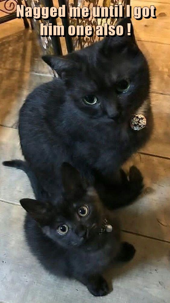 A cat's cat - Lolcats - lol | cat memes | funny cats | funny cat ...