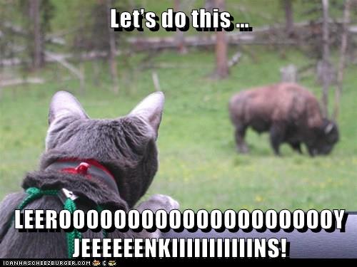 The hunter - Lolcats - lol | cat memes | funny cats | funny cat ...