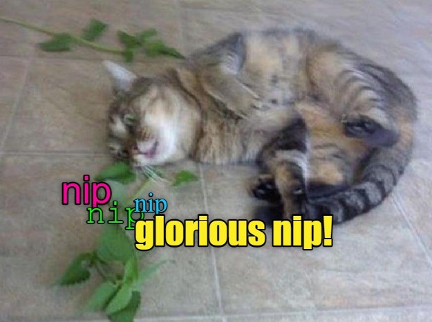 nip! - Lolcats - lol | cat memes | funny cats | funny cat pictures with words on them | funny ...