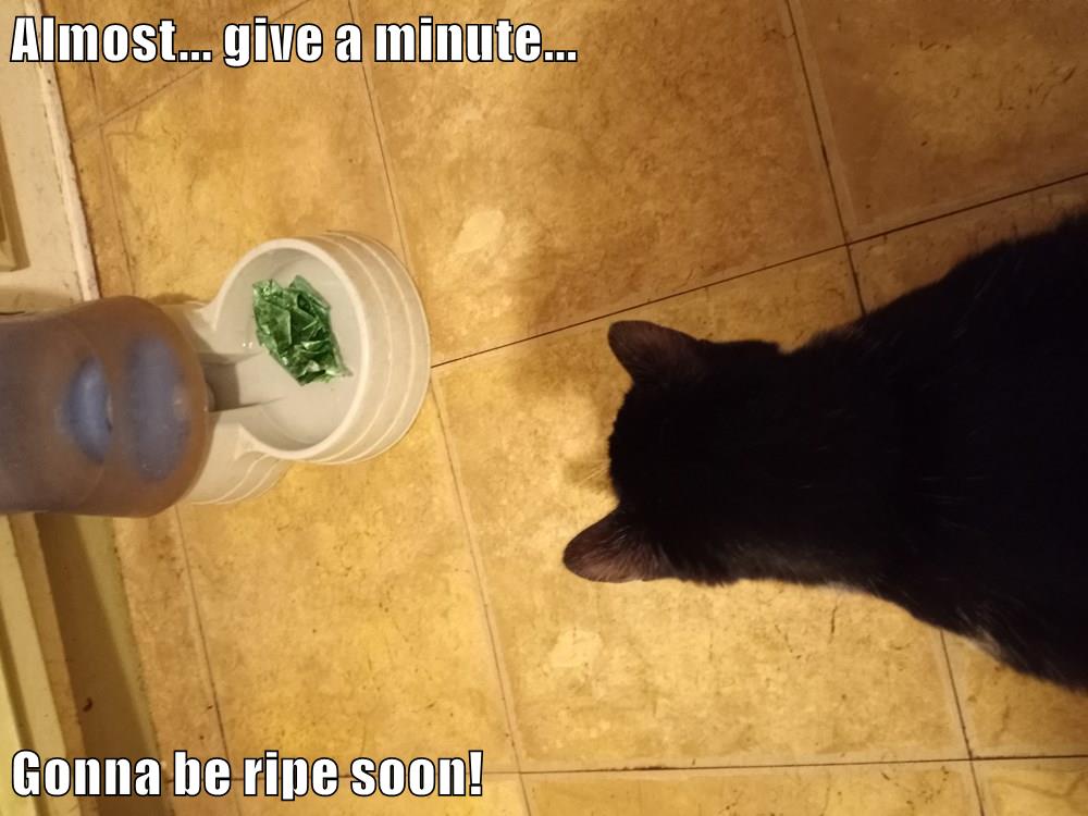 Almost... give a minute... Gonna be ripe soon! - Lolcats - lol | cat ...