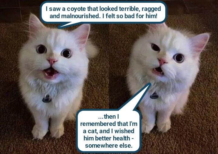 Predators need love too - Lolcats - lol | cat memes | funny cats ...