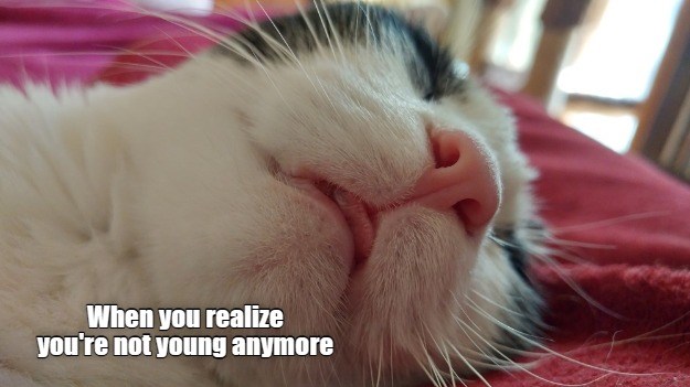 Somebody, Please Turn Me Over - Lolcats - lol | cat memes | funny cats ...