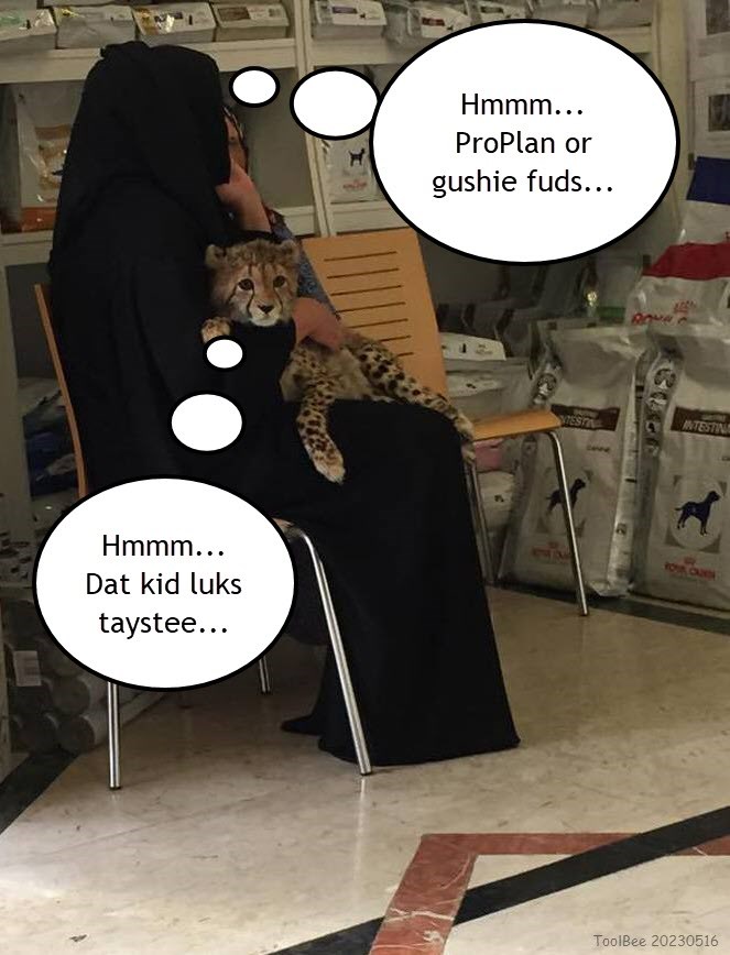 Dinner Options - Lolcats - lol | cat memes | funny cats | funny cat ...