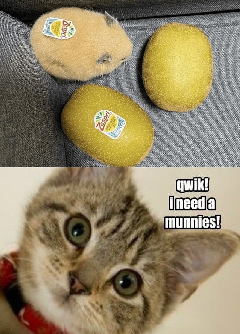 Dinner is served - Lolcats - lol | cat memes | funny cats | funny cat ...