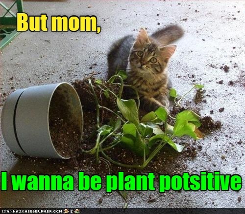 A vegan in a pot? - Lolcats - lol | cat memes | funny cats | funny cat ...