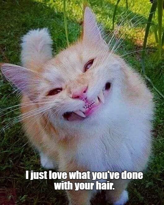 "Lying through my teeth" - Lolcats - lol | cat memes | funny cats ...