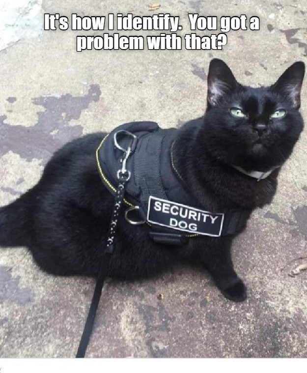 Respect the pronouns - Lolcats - lol | cat memes | funny cats | funny ...
