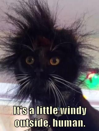 It's a little windy outside, human. - Lolcats - lol | cat memes | funny ...