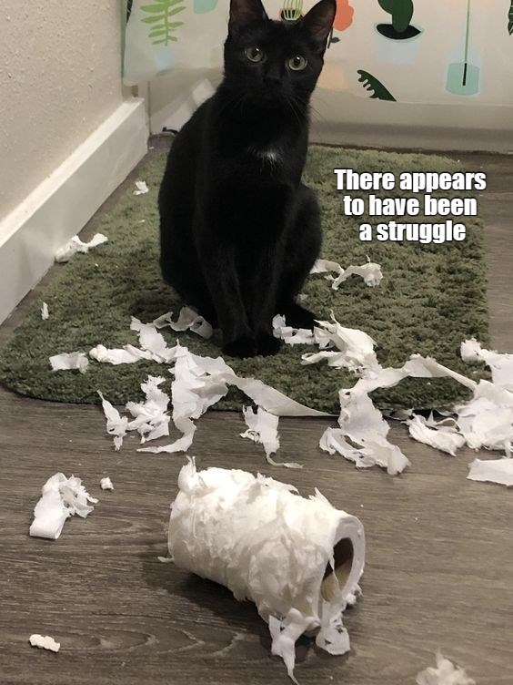 It Appears So - Lolcats - lol | cat memes | funny cats | funny cat ...