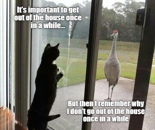 Some strange-looking cats out there - Lolcats - lol | cat memes | funny ...