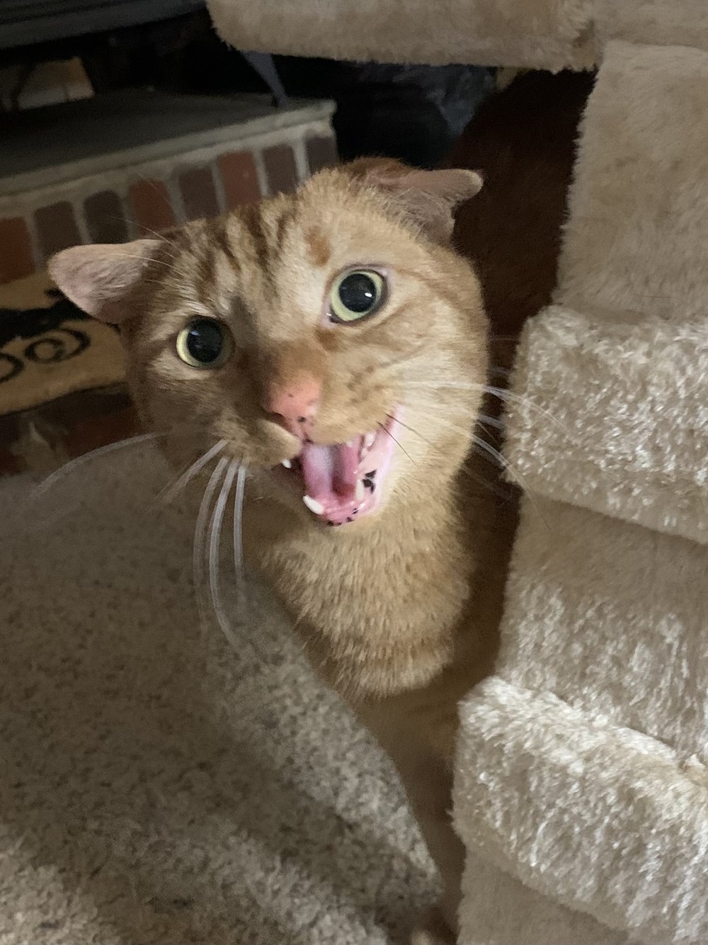 I said Hi! Now say it back! - Lolcats - lol | cat memes | funny cats ...