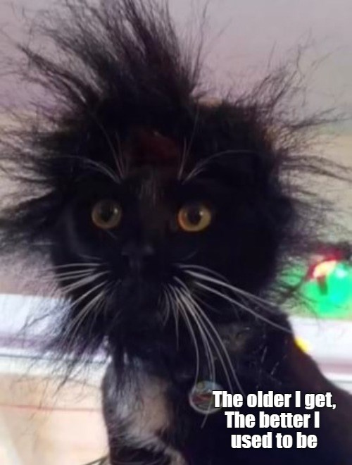 Especially my hairstyles - Lolcats - lol | cat memes | funny cats ...