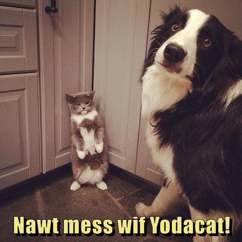 Trouble, I sense - Lolcats - lol | cat memes | funny cats | funny cat ...