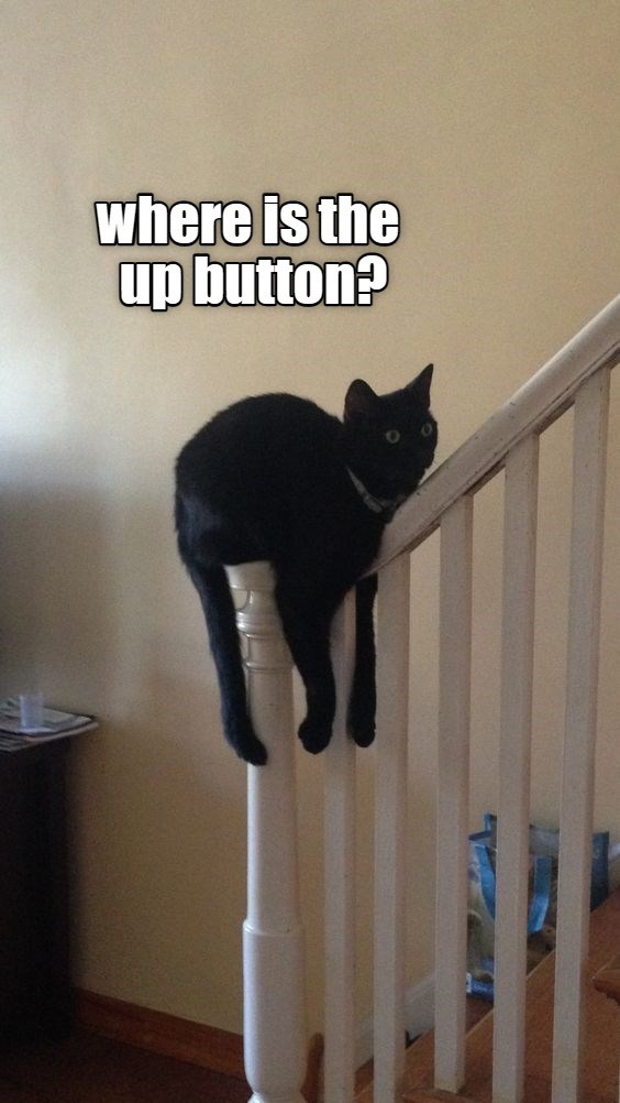 I'm waiting - Lolcats - lol | cat memes | funny cats | funny cat ...