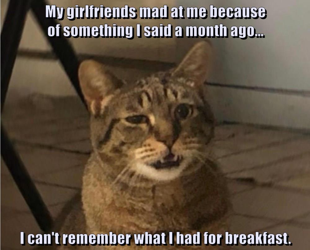 Gotta lay off the 'nip - Lolcats - lol | cat memes | funny cats | funny ...