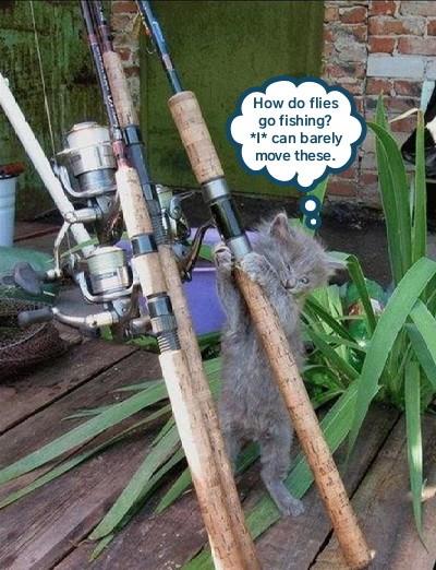 Fly fishing? - Lolcats - lol | cat memes | funny cats | funny cat ...