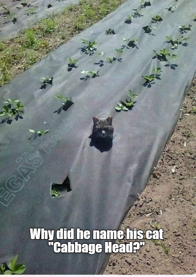 The Answer Is Quite Simple Actually - Lolcats - lol | cat memes | funny ...