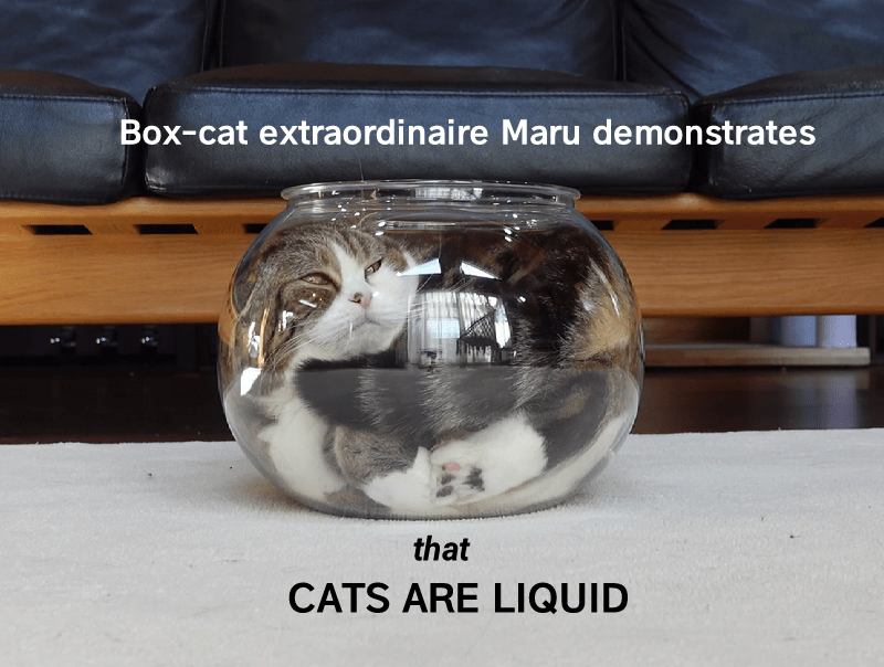Yet another Maru demo - Lolcats - lol | cat memes | funny cats | funny ...