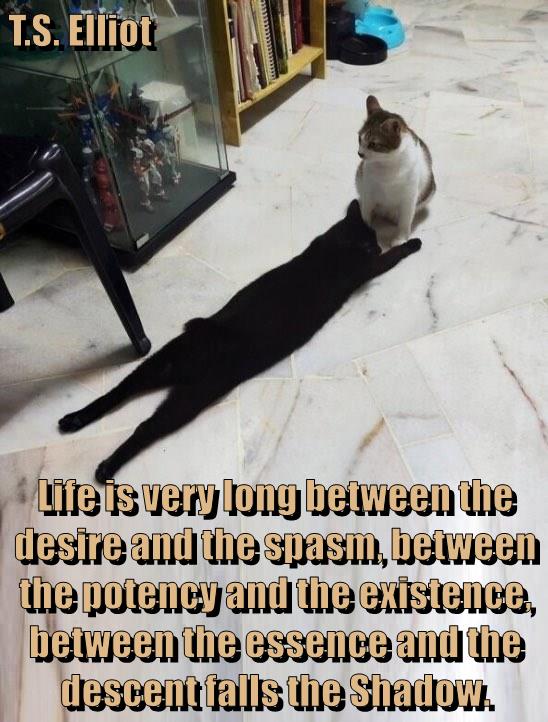 Wise cat, long cat - Lolcats - lol | cat memes | funny cats | funny cat pictures with words on ...